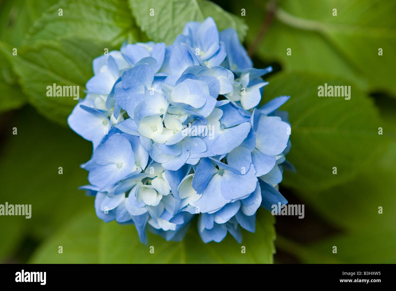 Blue Hydrangea flower Stock Photo - Alamy