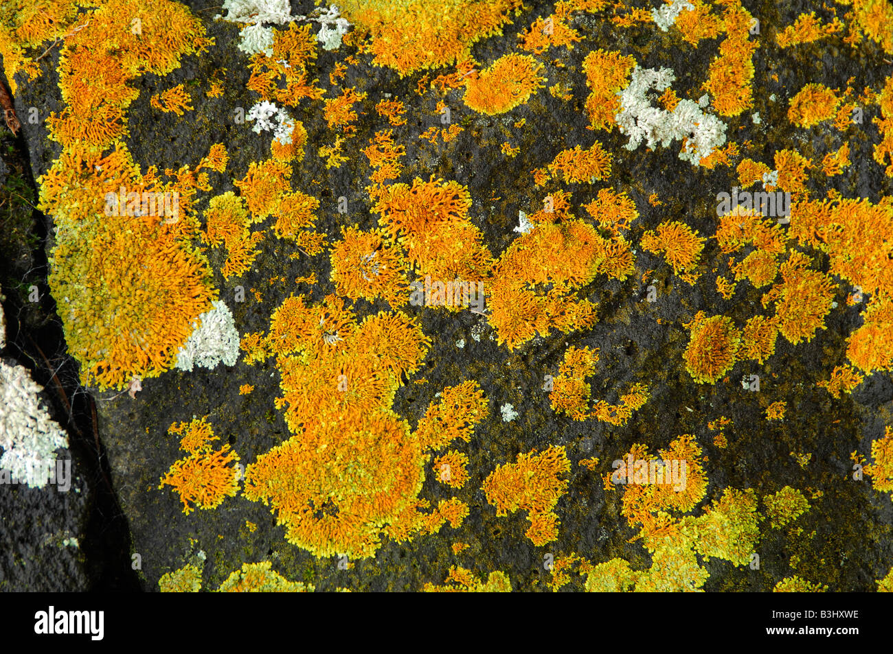 Yellow lichen growth hi-res stock photography and images - Alamy