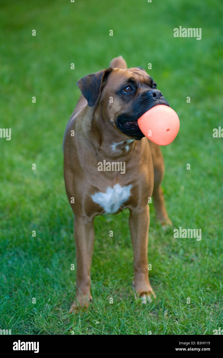 Portrait of female Boxer dog standing on the grass in the ...
