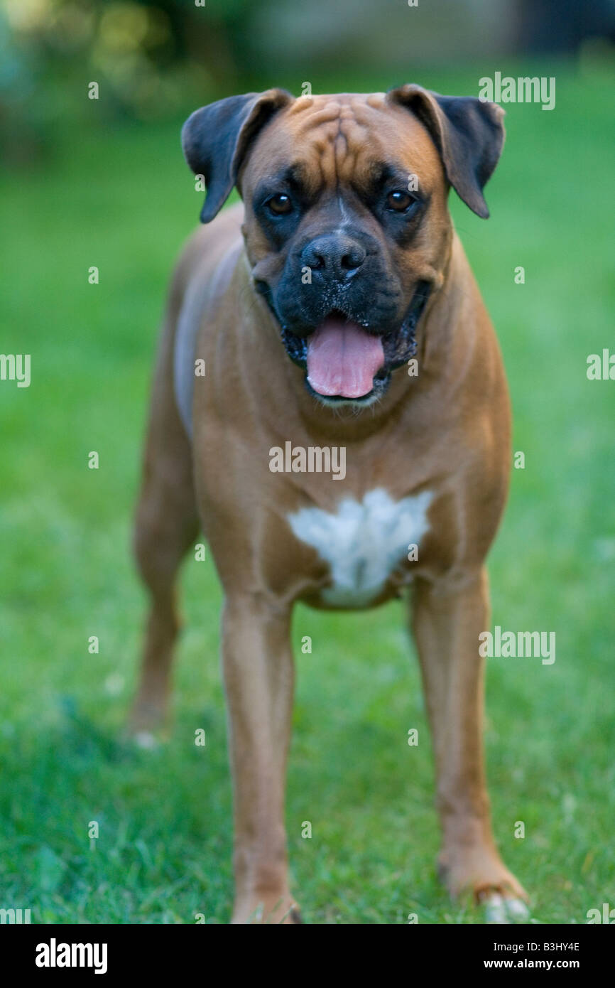 Portrait of female Boxer with ball dog on the grass waiting for someone ...