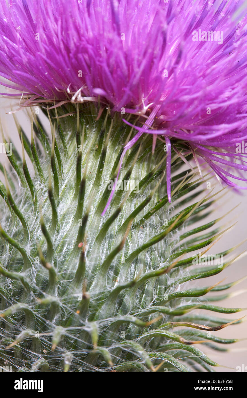 A flowering thistle Stock Photo - Alamy