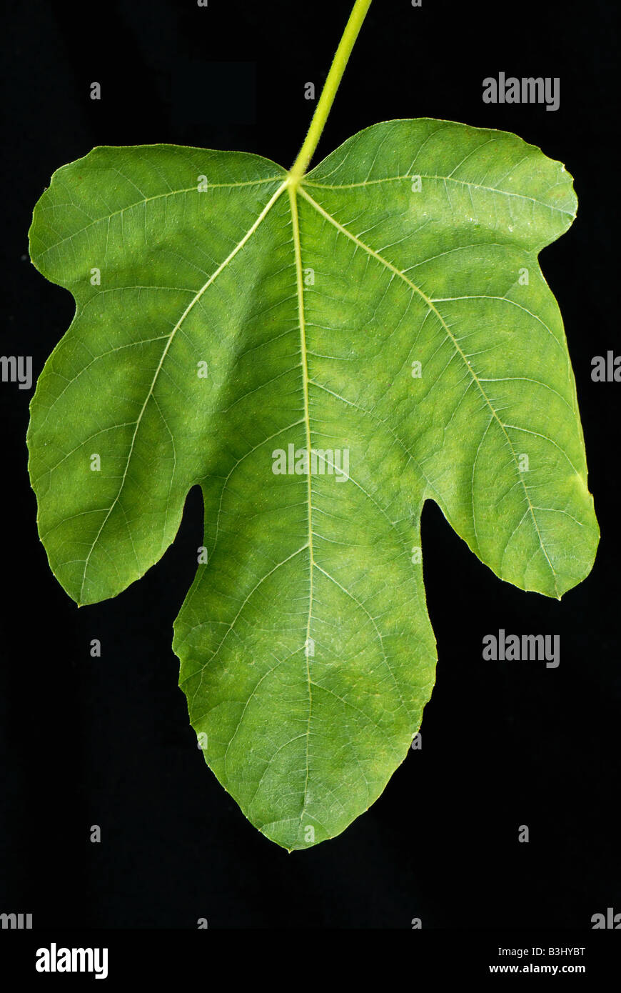 Fig leaf shape hi-res stock photography and images - Alamy