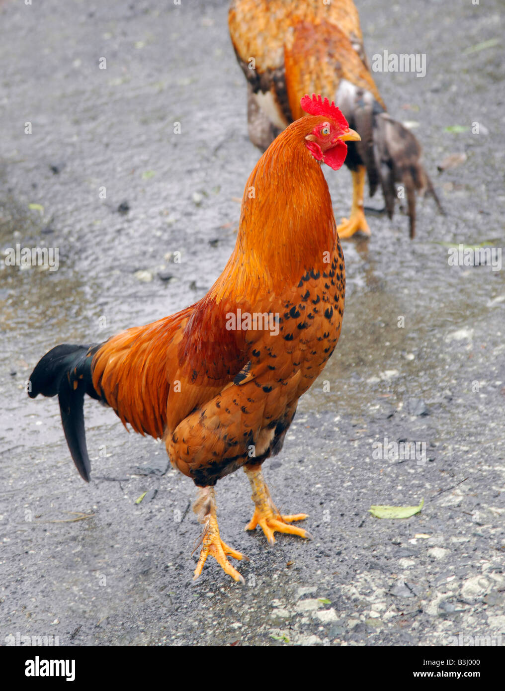 Farmyard chickens and cockerels Stock Photo - Alamy