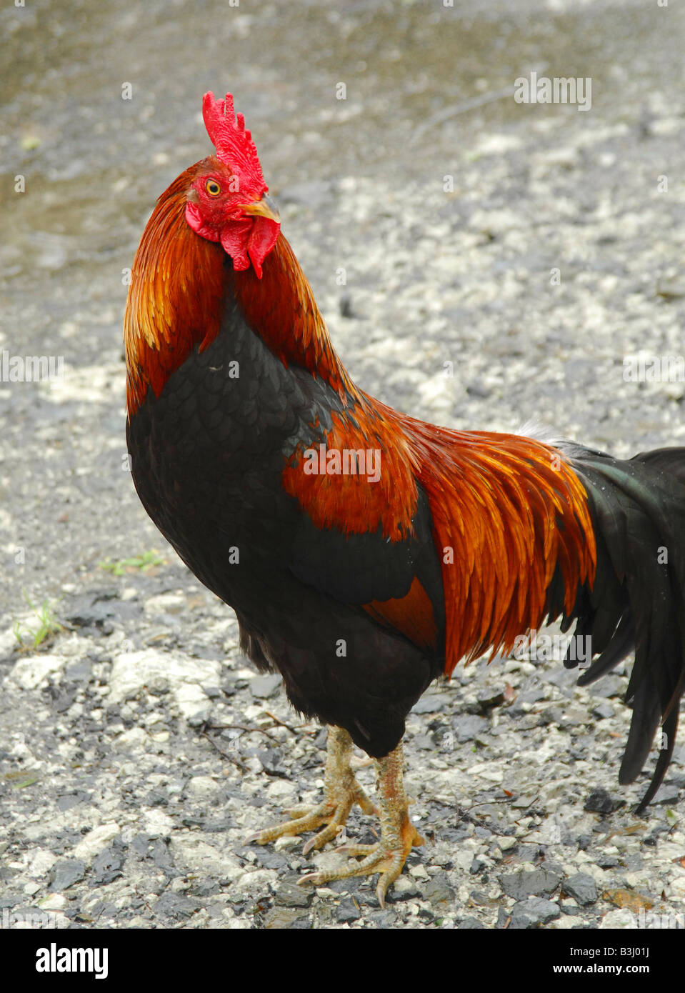 Farmyard chickens and cockerels Stock Photo - Alamy