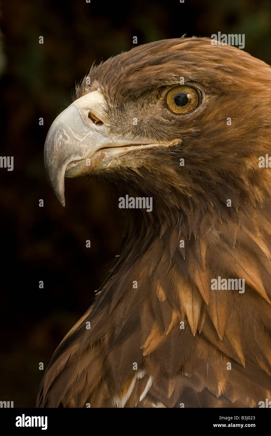 Captive golden eagle profile hi-res stock photography and images - Alamy