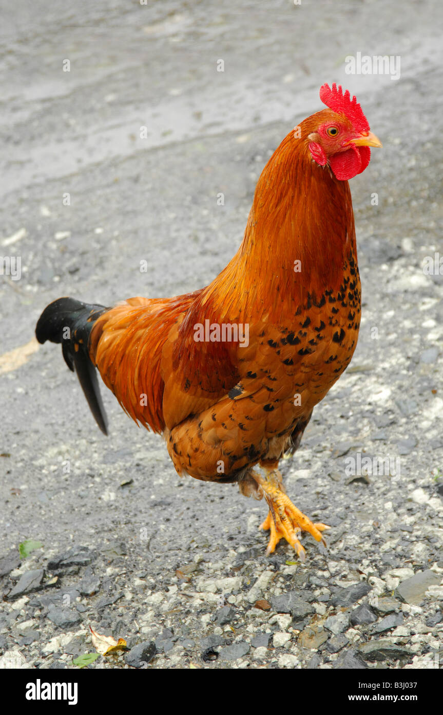 Farmyard chickens and cockerels Stock Photo - Alamy