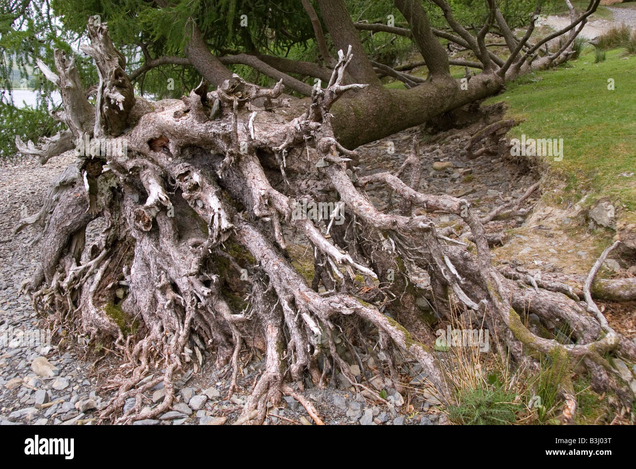 Roots of a fallen tree, Lake Buttermere, Lake District, Cumbria ...