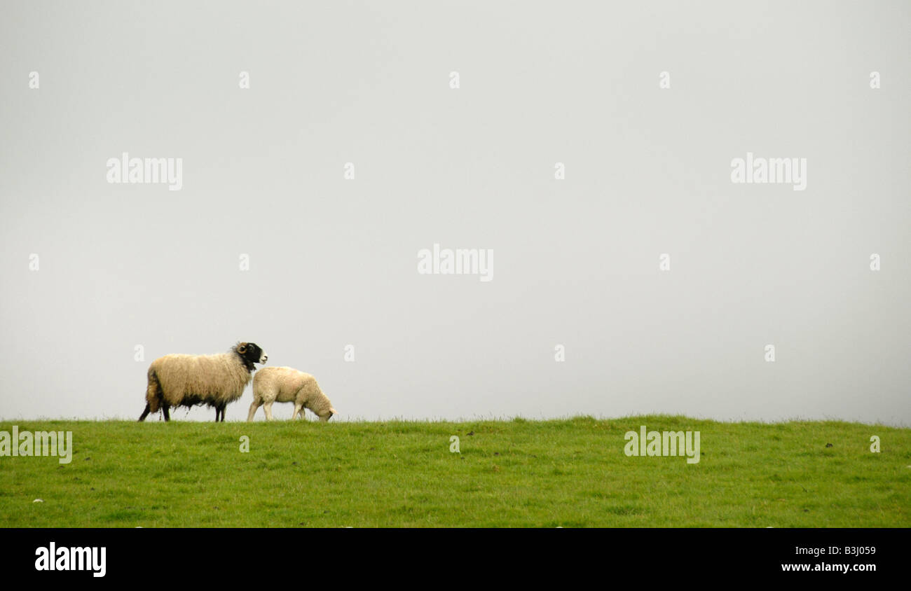 Two sheep grazing, UK Stock Photo - Alamy