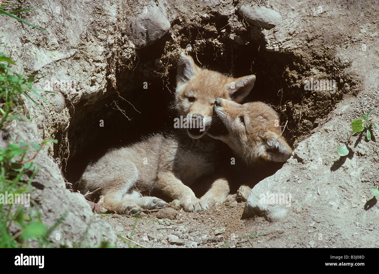Coyote Den High Resolution Stock Photography and Images - Alamy