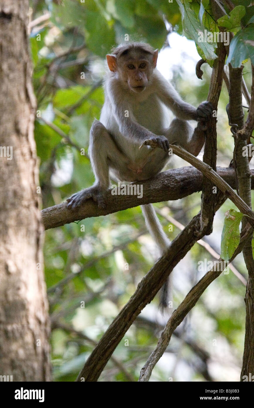 A monkey sitting on a tree Stock Photo - Alamy