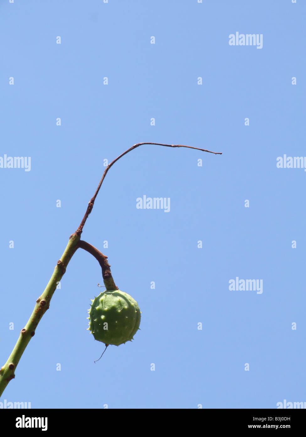 chestnut tree in italy Stock Photo - Alamy