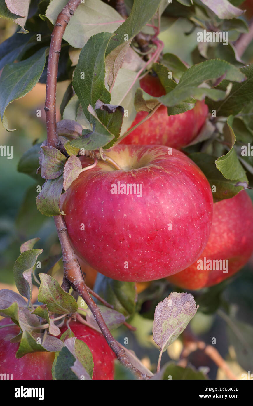Red apple hanging from the tree Stock Photo - Alamy