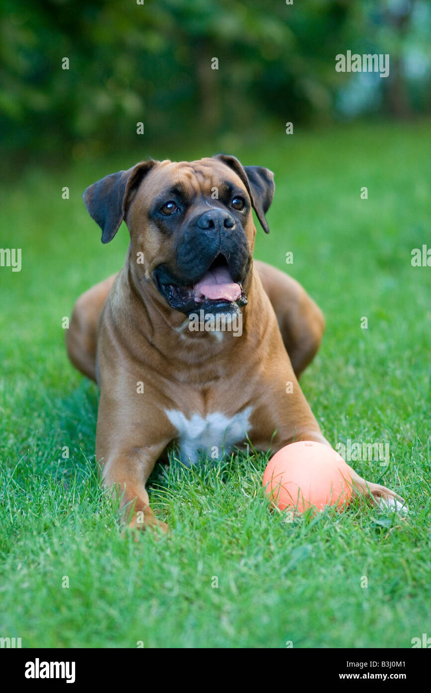 Female boxer dog hi-res stock photography and images - Alamy
