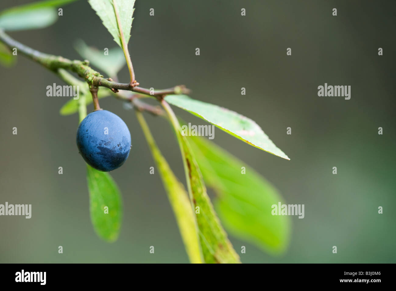 Prunus spinosa berry hi-res stock photography and images - Alamy