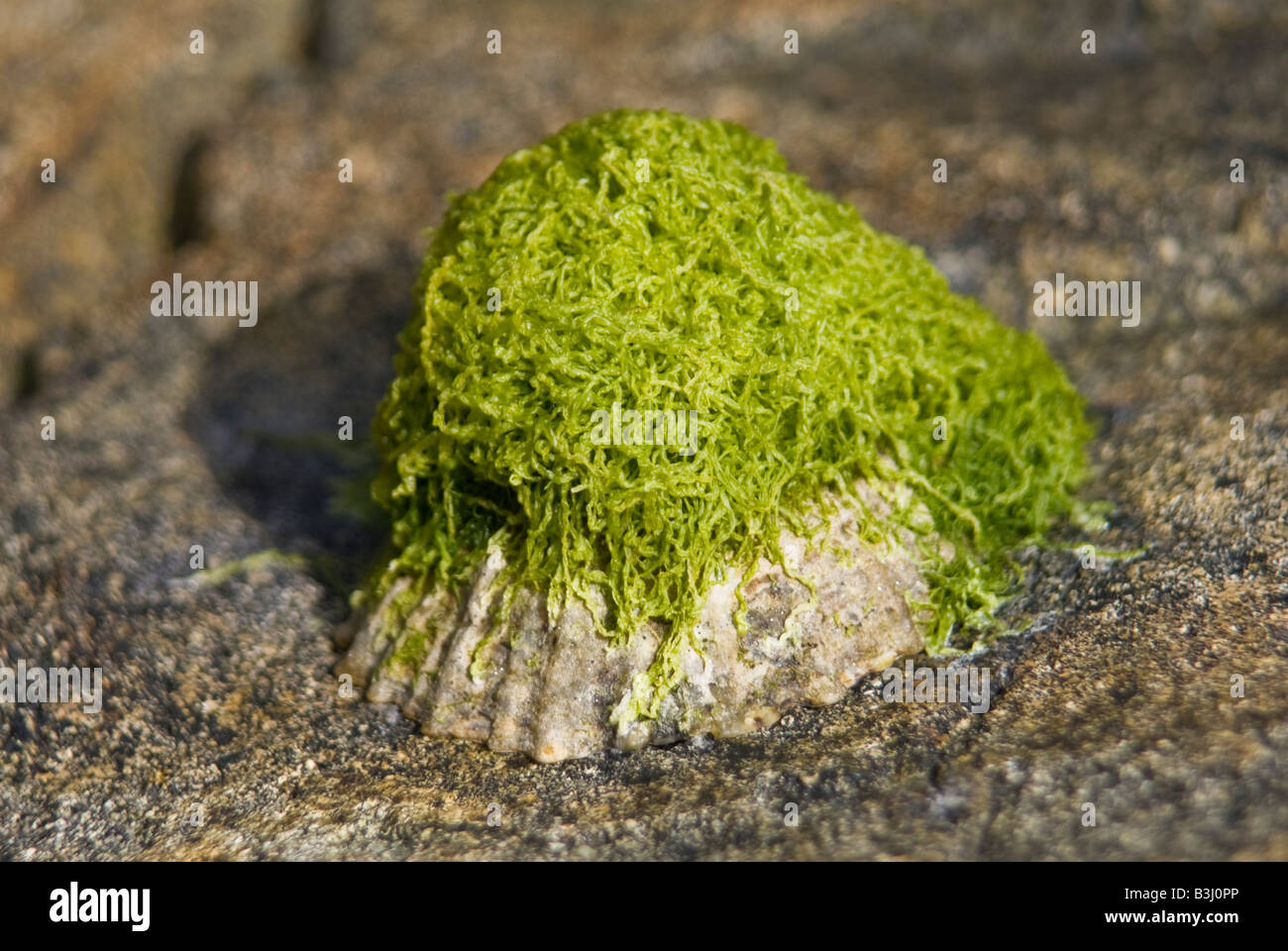 Limpet (Patella vulgaris) with seaweed growing on its shell Stock Photo ...