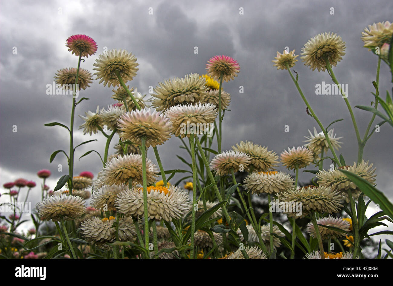 Flowers taken from underneath, against a cloudy sky Stock Photo - Alamy