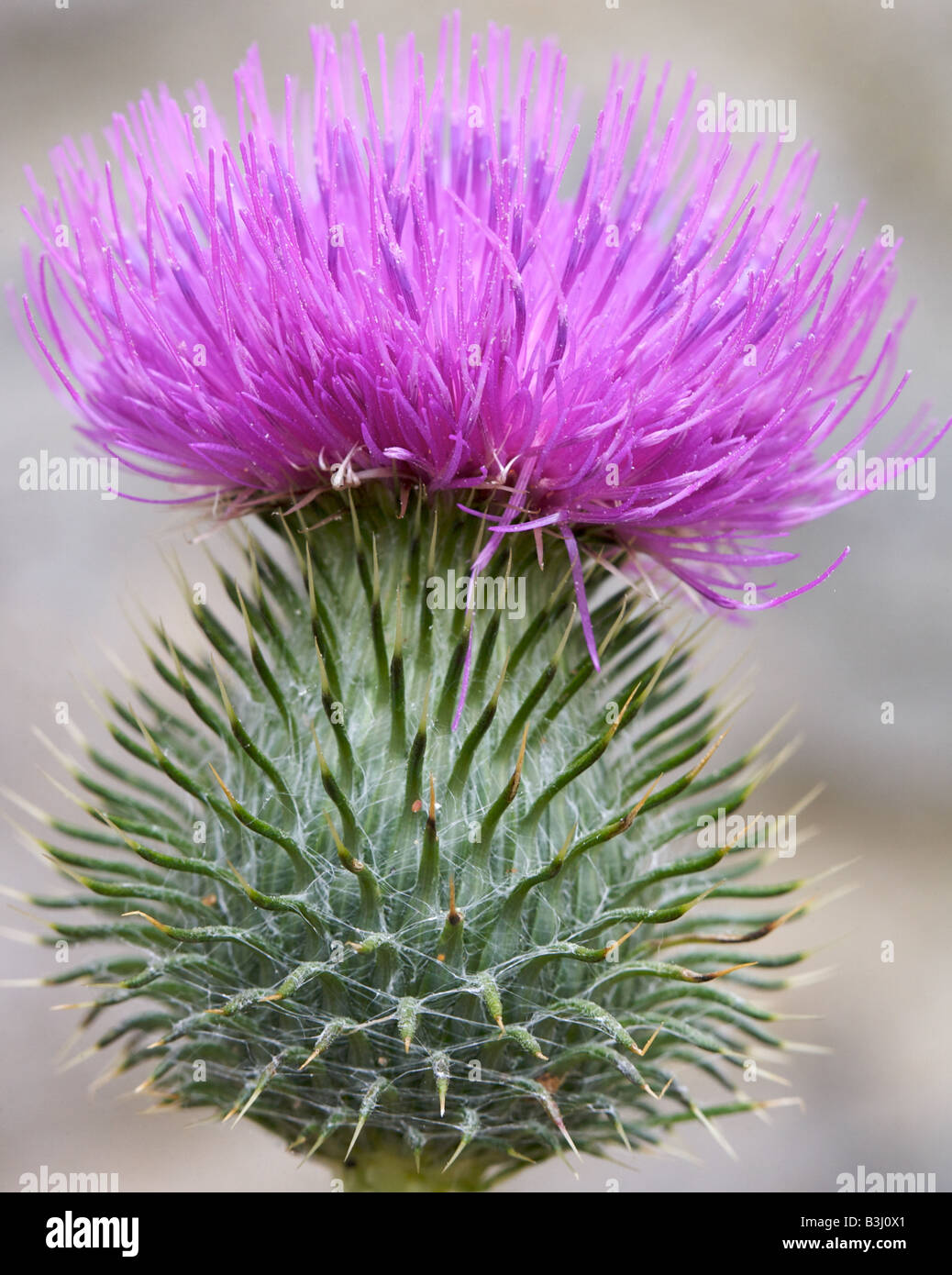 A flowering thistle Stock Photo - Alamy