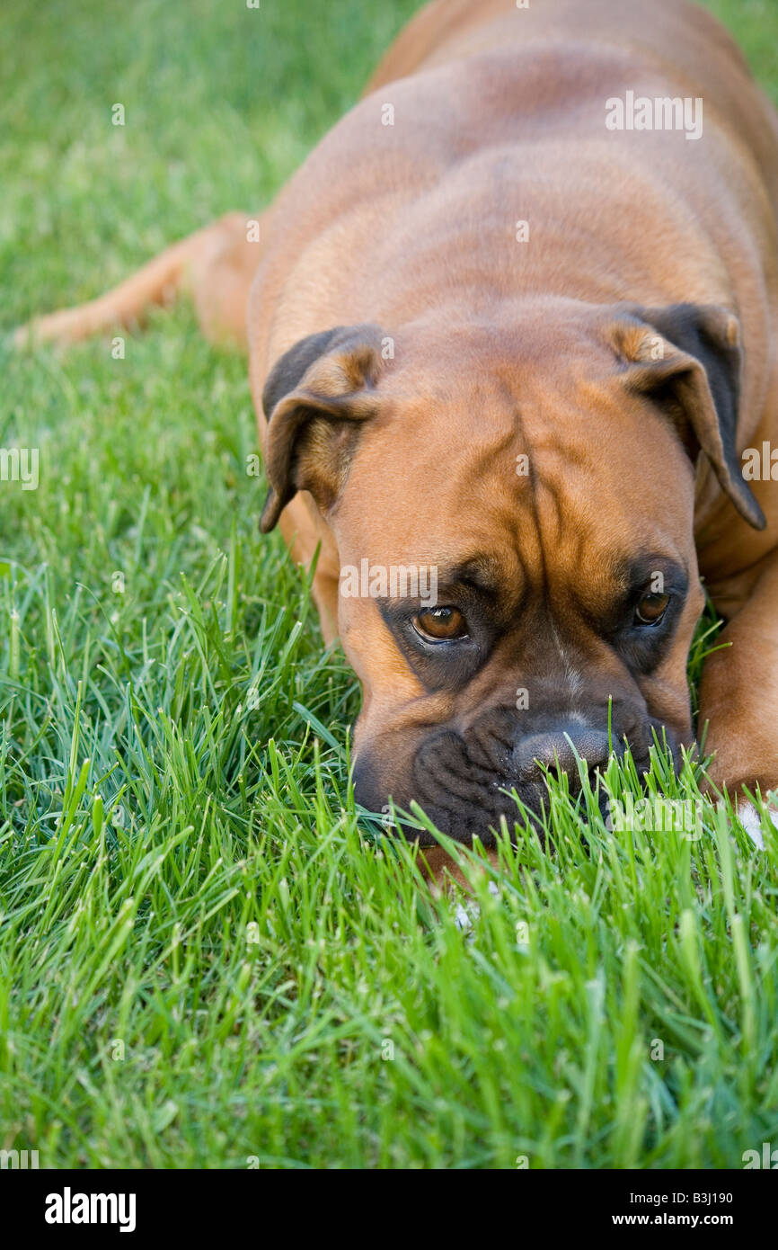 Boxer puppy garden hi-res stock photography and images - Alamy
