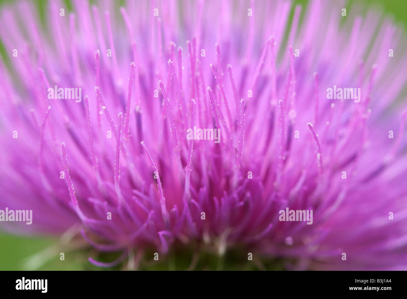 A flowering thistle Stock Photo - Alamy