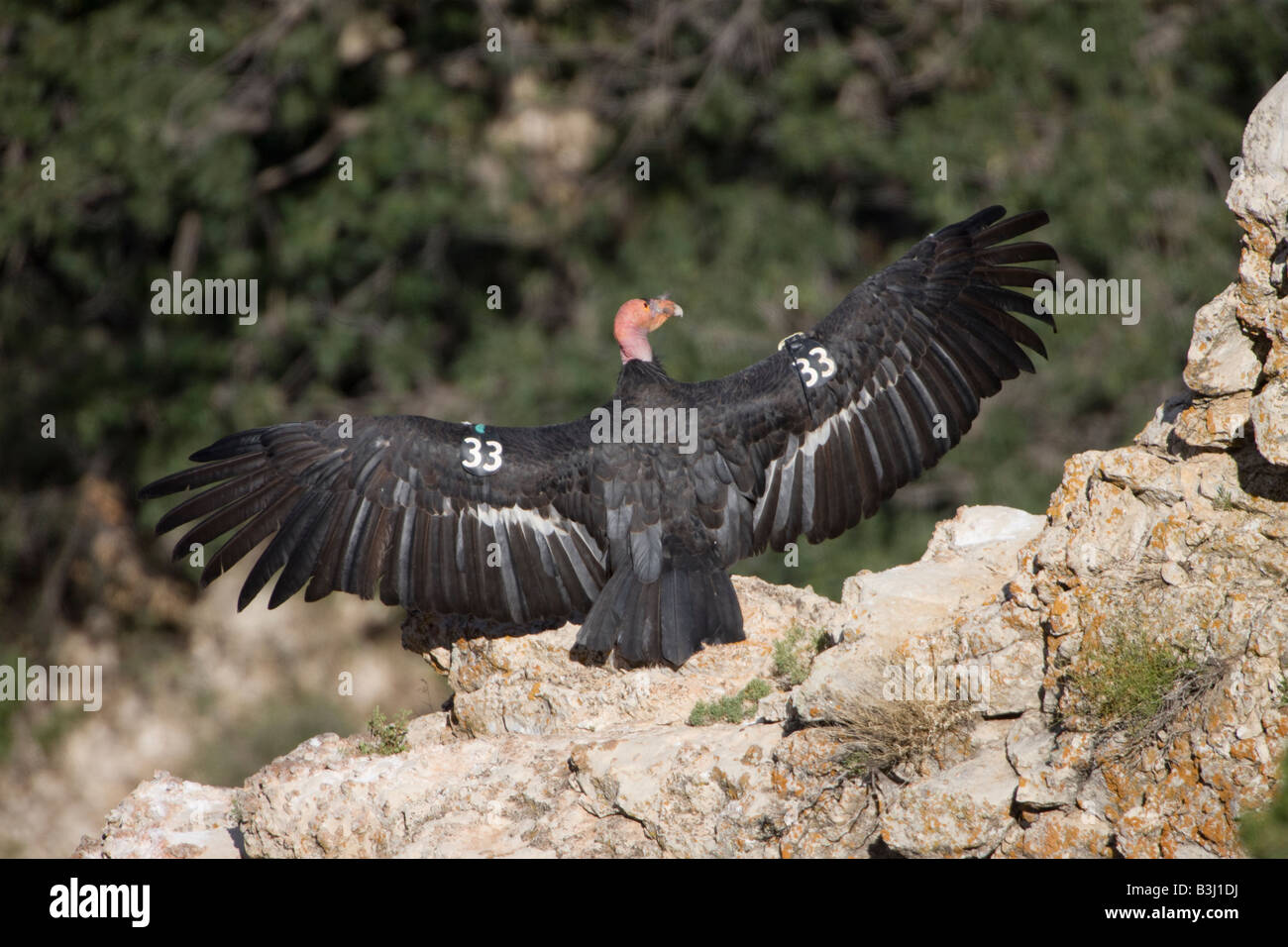 Condor grand canyon arizona hi-res stock photography and images - Alamy