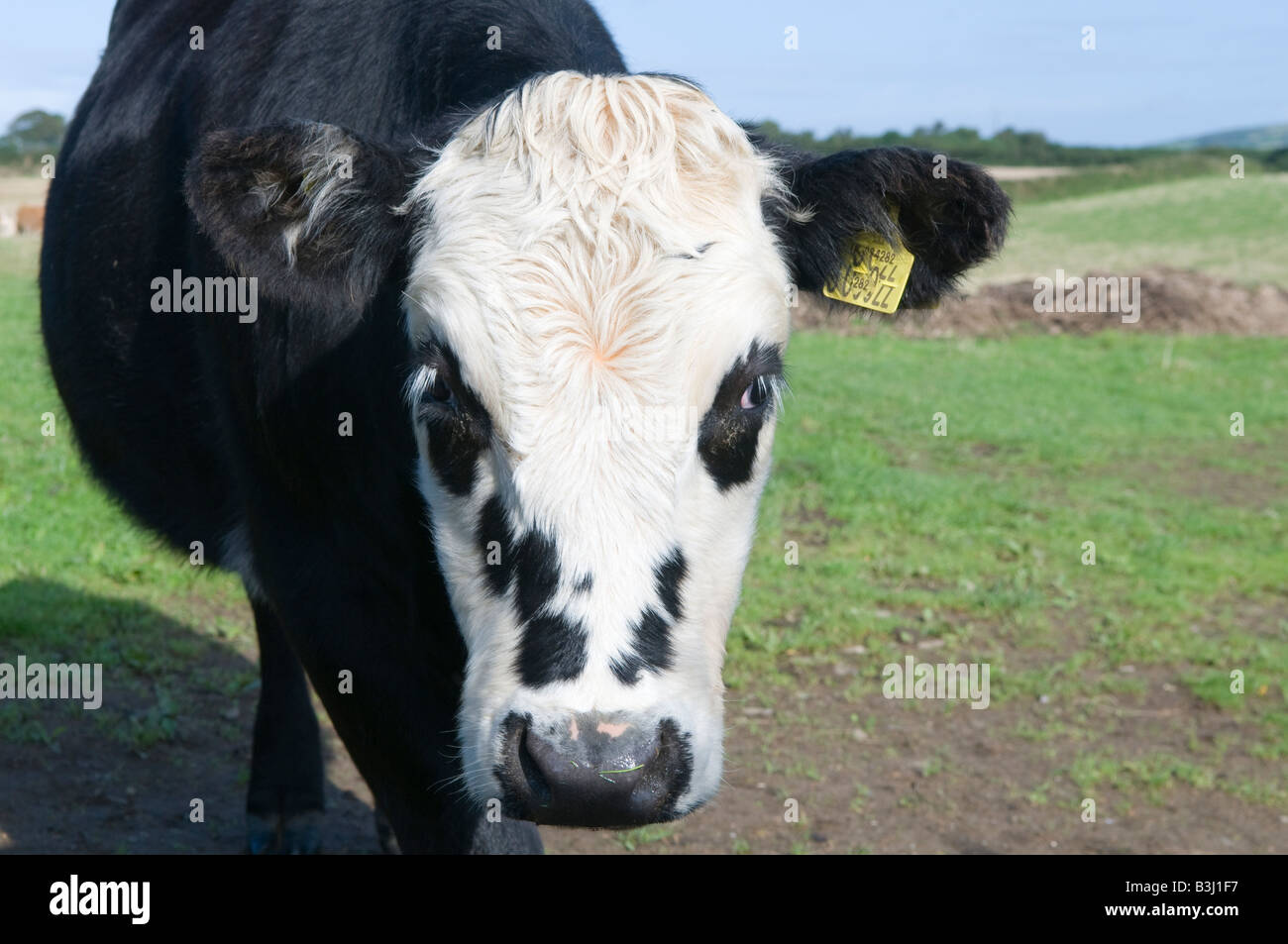 Heffer hi-res stock photography and images - Alamy