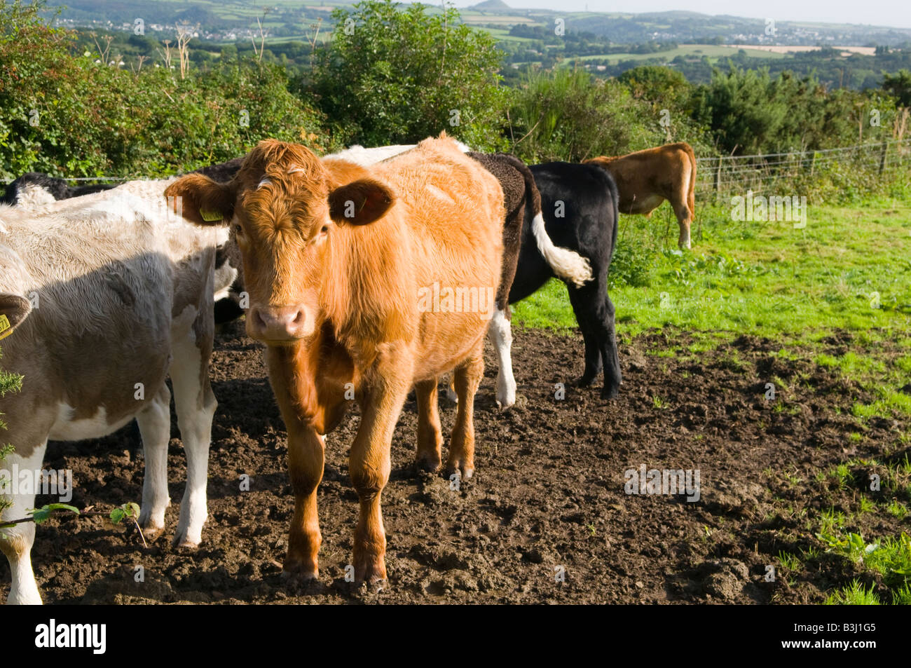Cornish tourist spot hi-res stock photography and images - Alamy