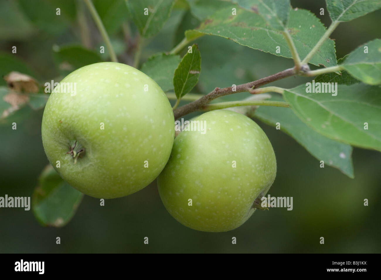 Granny smith apples two hi-res stock photography and images - Alamy