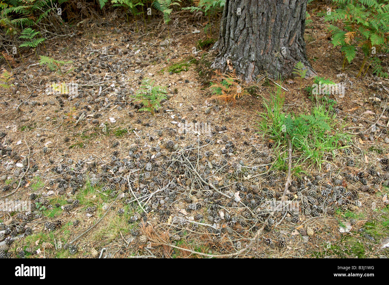 Pine Cones at the base of a tree Stock Photo - Alamy