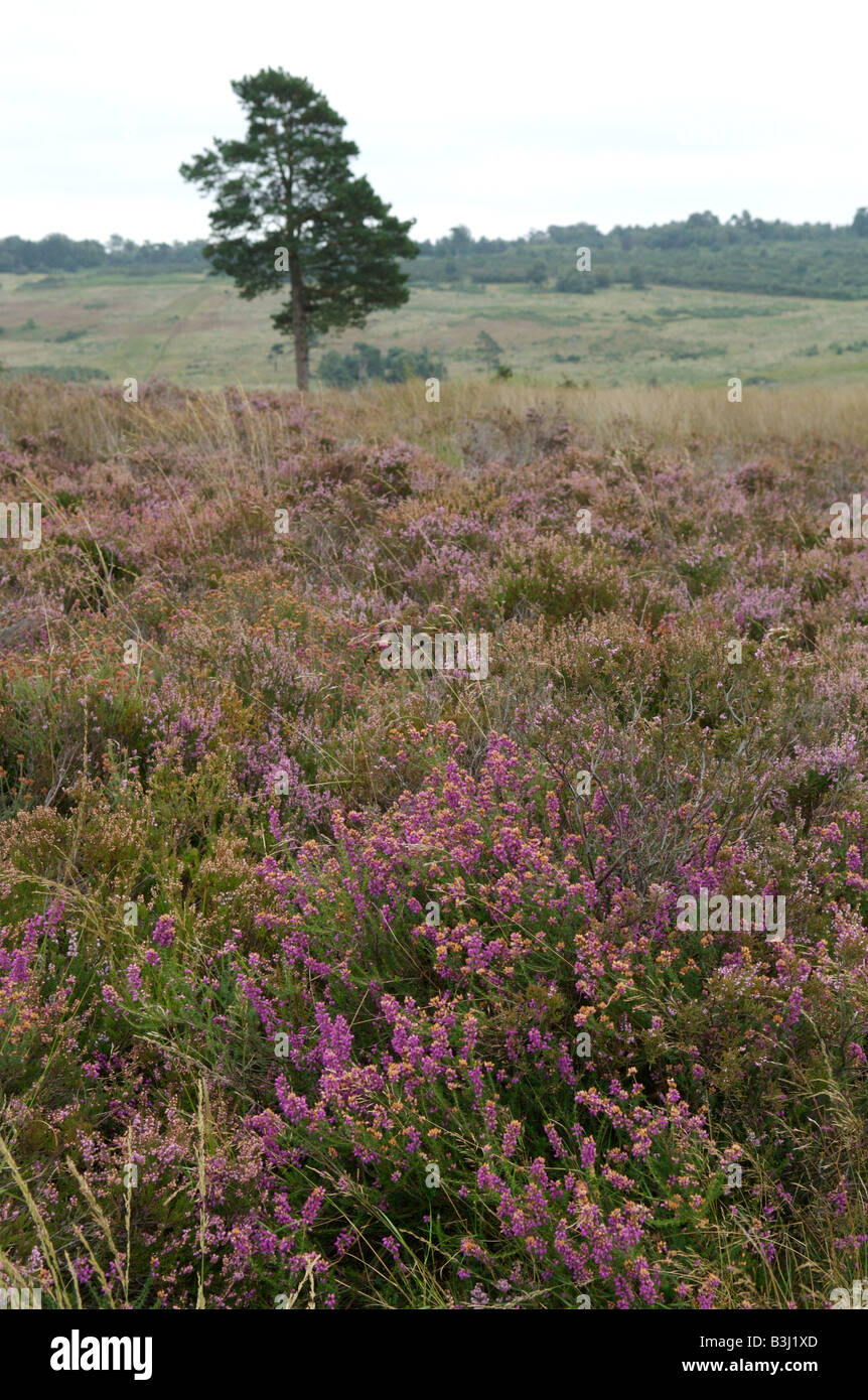 Beautiful purple heather in Ashdown Forest, Sussex Stock Photo - Alamy