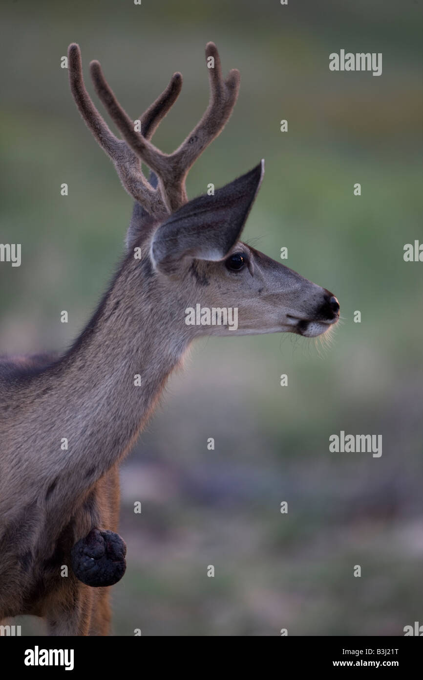 Black Buck Deer Stock Photos Black Buck Deer Stock Images Alamy