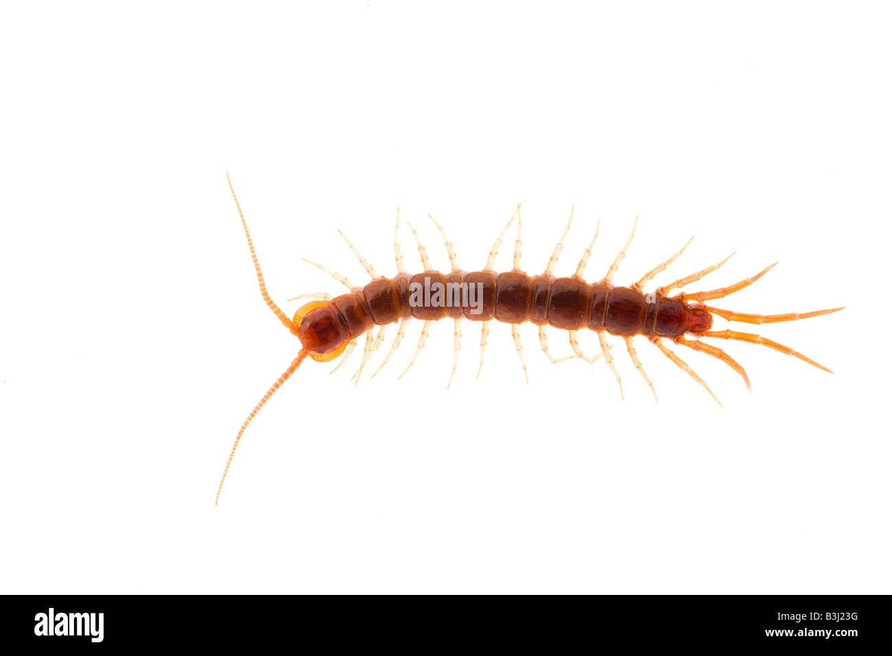 Centipede against white background Stock Photo - Alamy