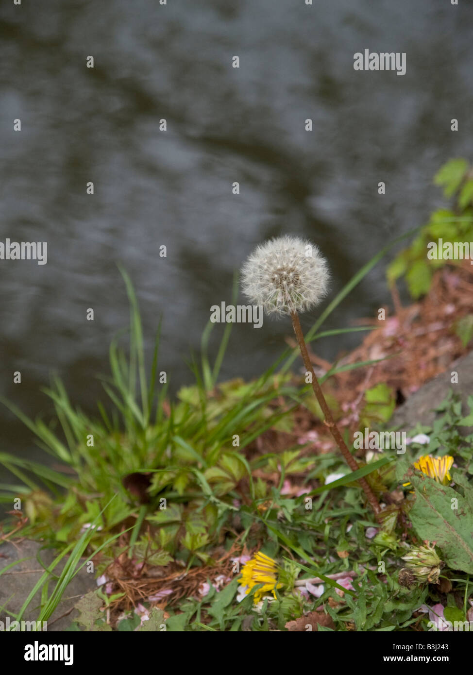 Puffball of a dandelion Stock Photo - Alamy
