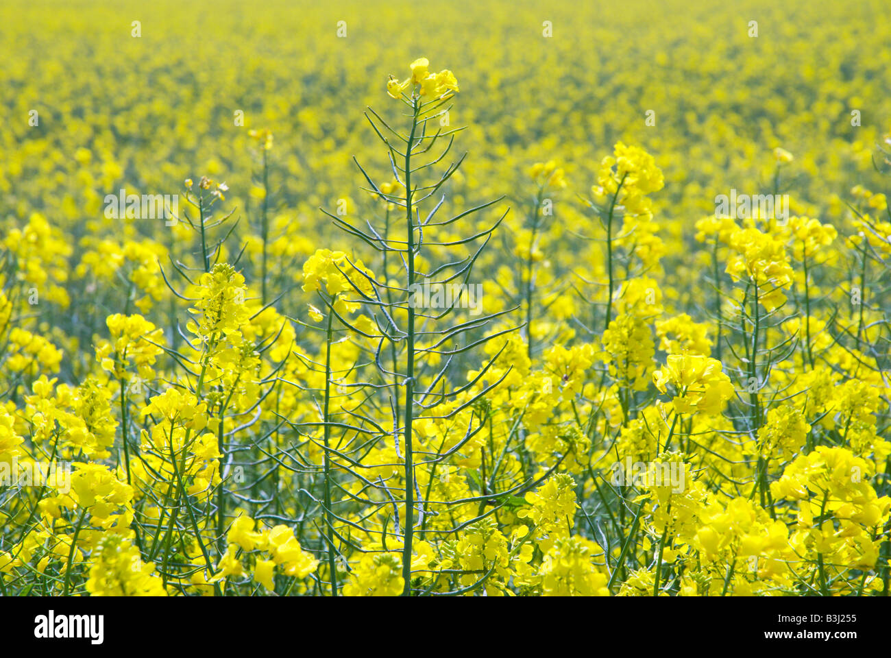 Detail of a flowering field of canola Stock Photo - Alamy