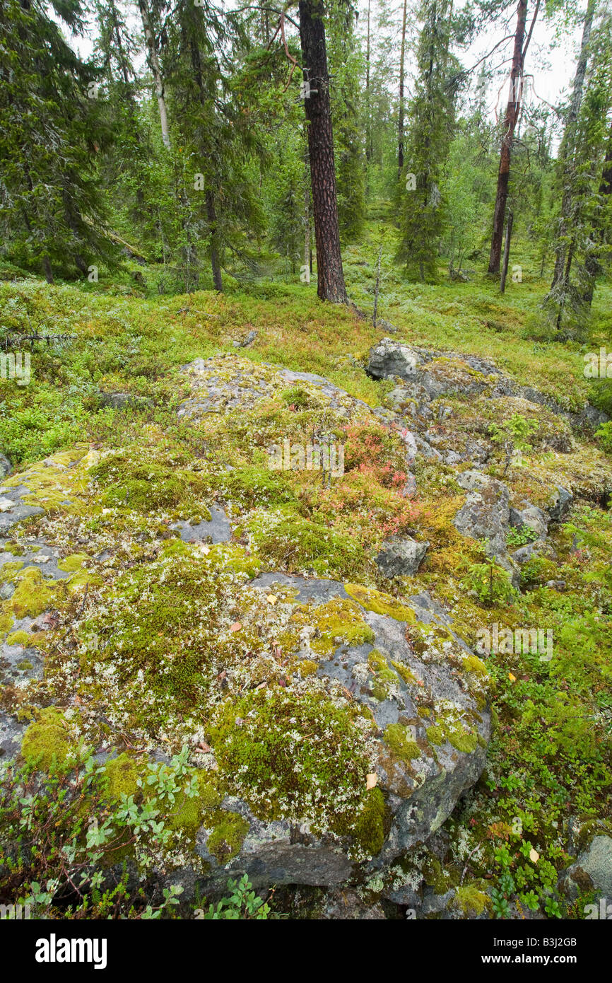 Moss covered granite boulders Stock Photo - Alamy