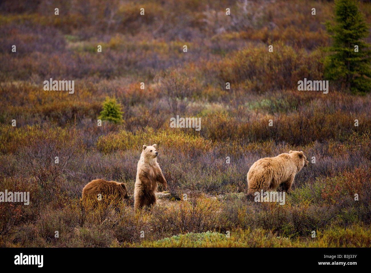 Grizzly bears Denali National Park Alaska Stock Photo - Alamy