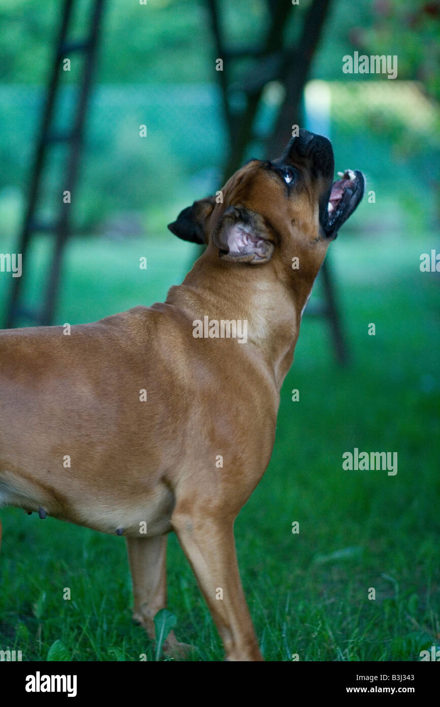Female boxer dog hi-res stock photography and images - Alamy