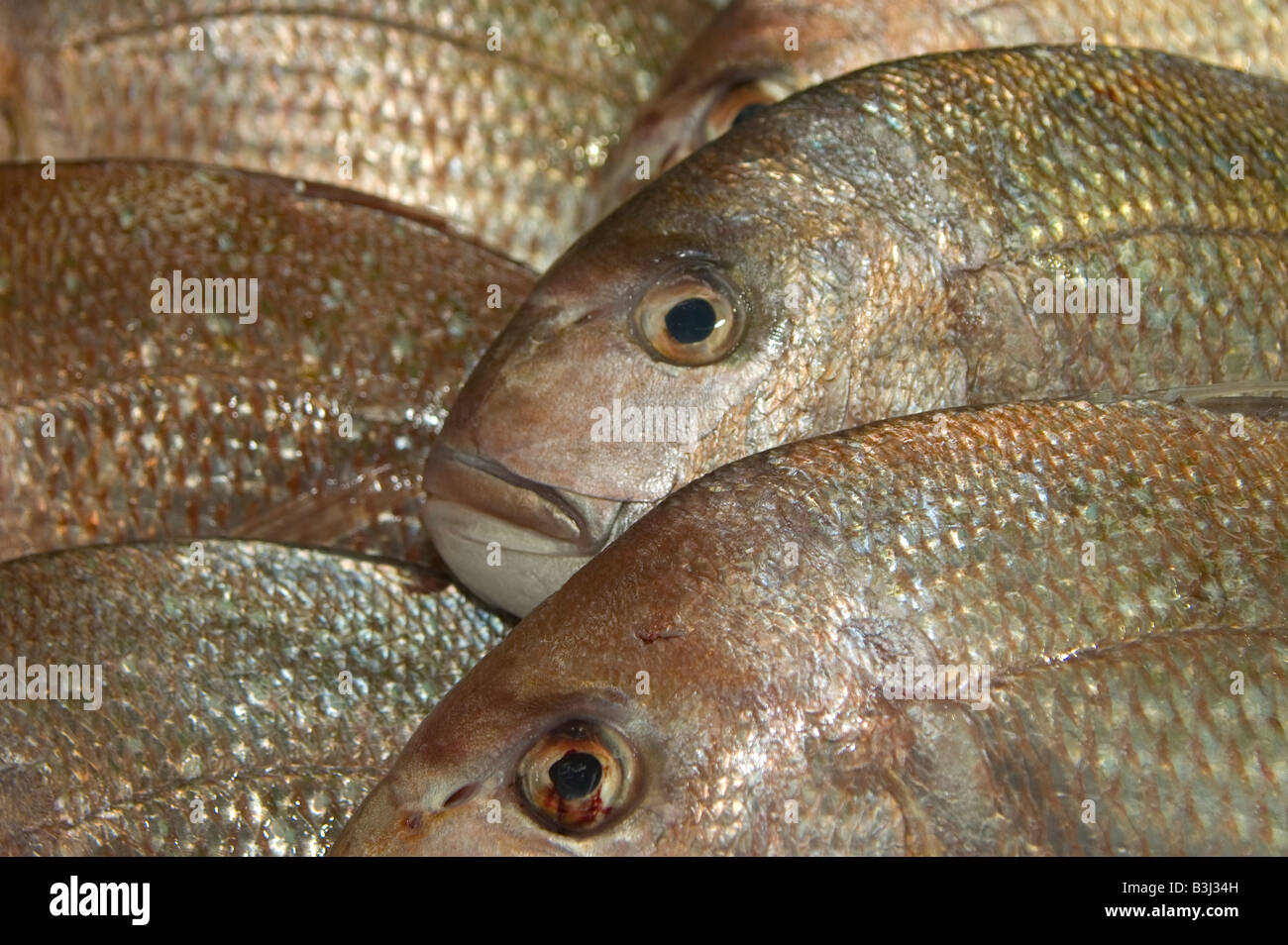 snapper fish seafood markets Stock Photo - Alamy