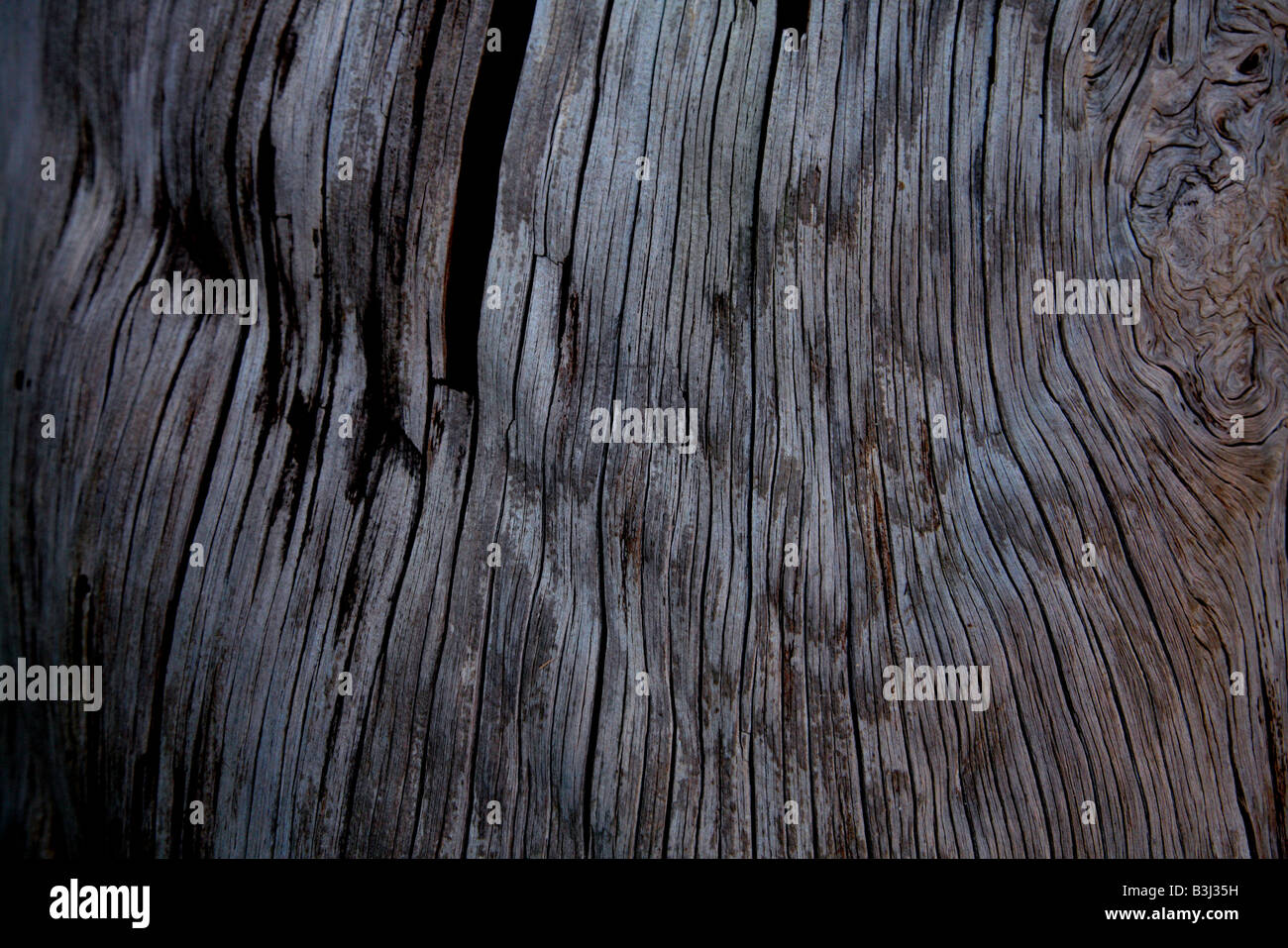 Tree bark grain with big knot Stock Photo - Alamy