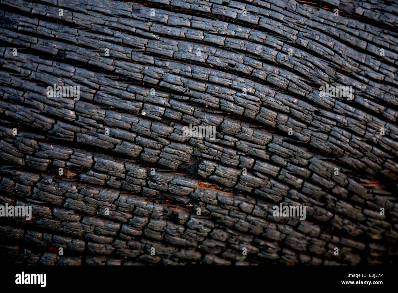 Burnt black tree bark grain looks like tyre tread Stock Photo - Alamy
