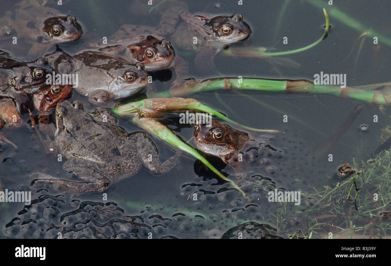 Frogs surfacing amongst frog spawn in spring Stock Photo - Alamy