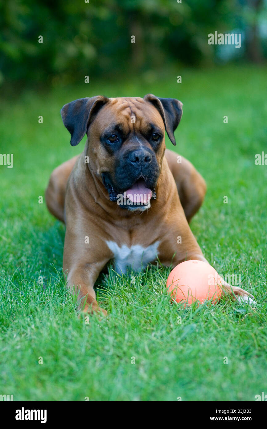 Portrait of female Boxer dog laying on the grass with mouth open and ...