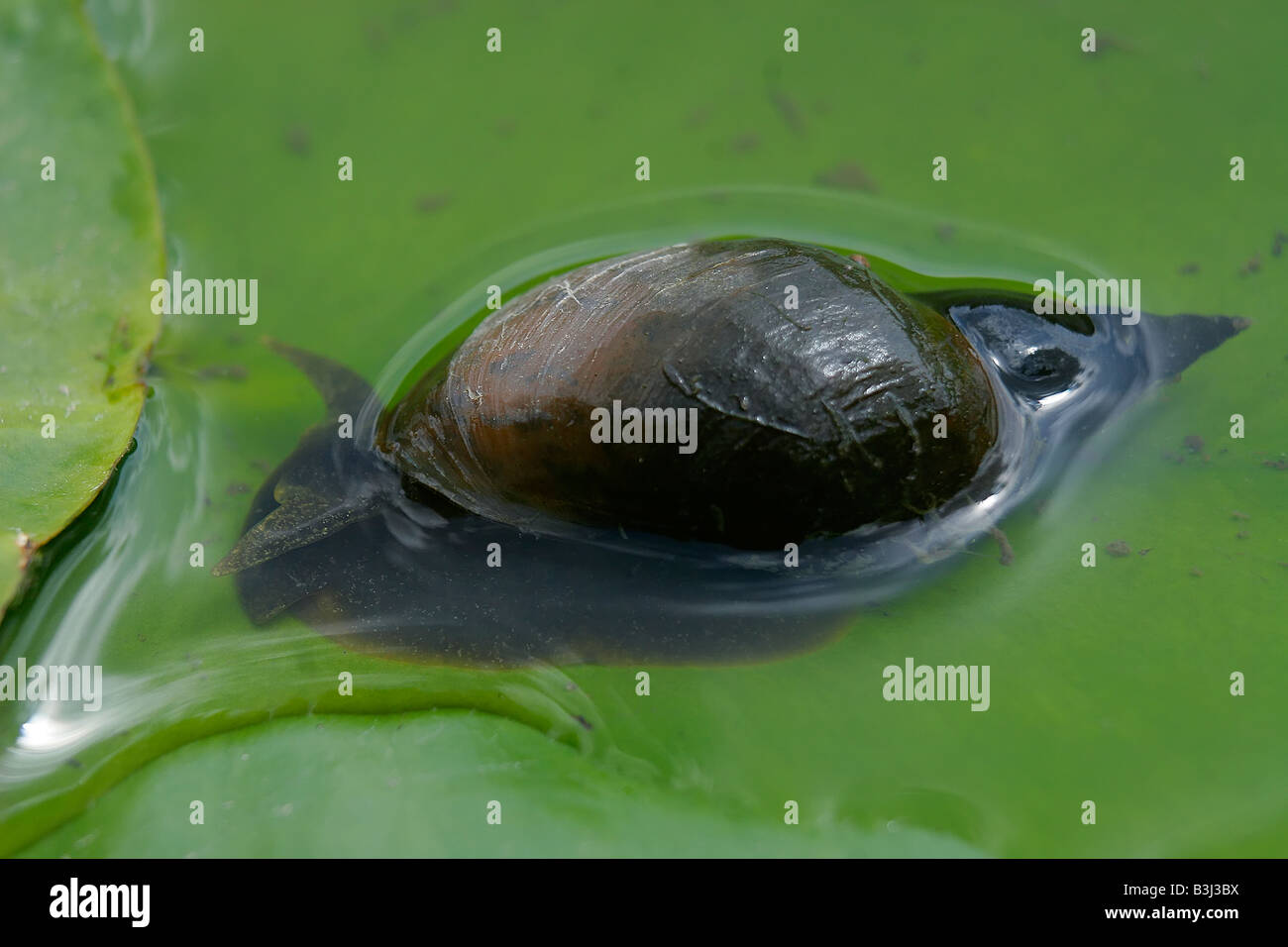 Great Pond Snail Stock Photo - Alamy