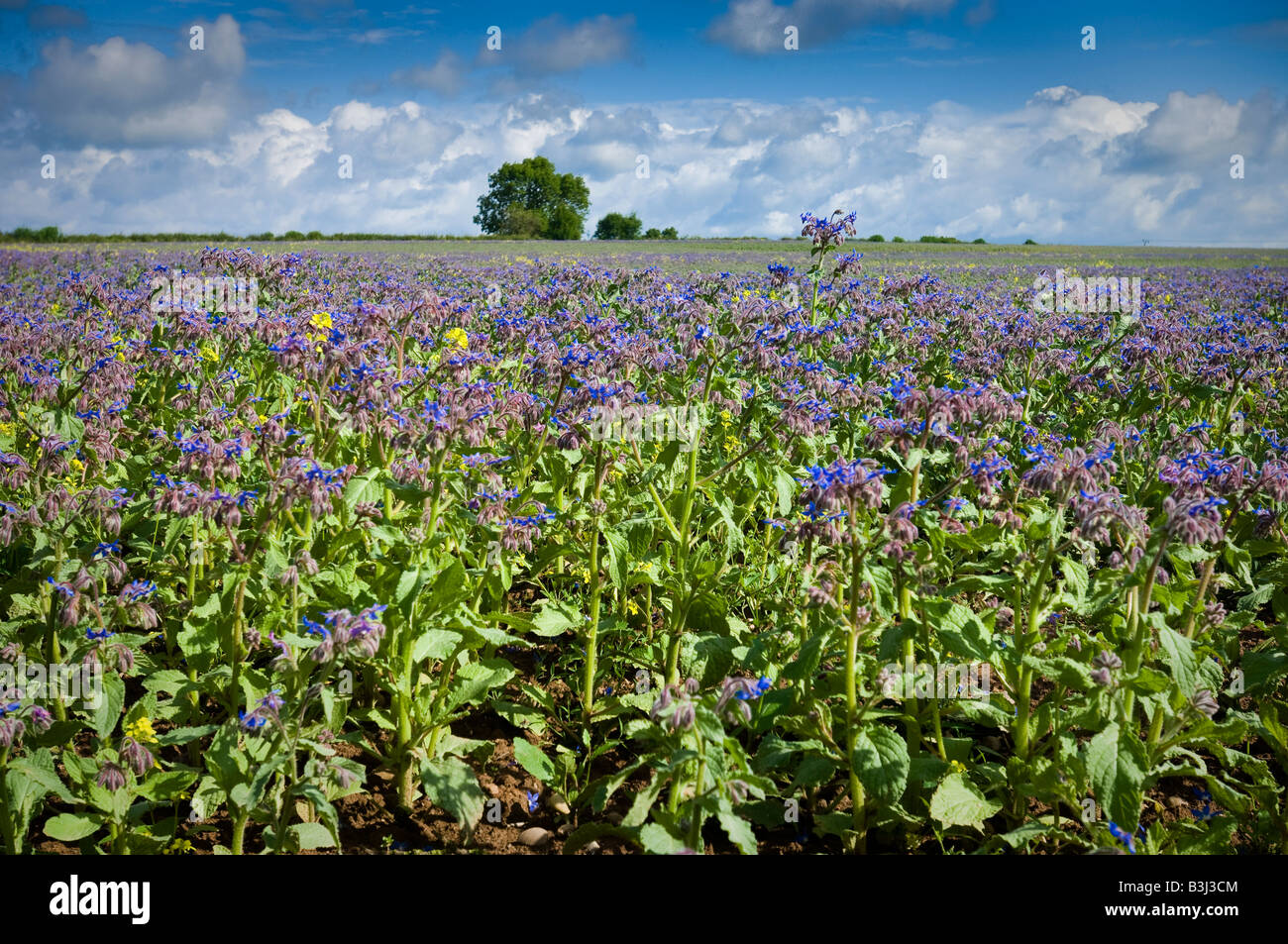 Borage field hi-res stock photography and images - Alamy