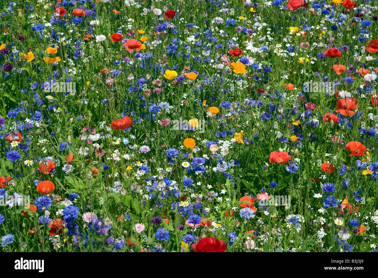 Wild Flowers fields Stock Photo - Alamy