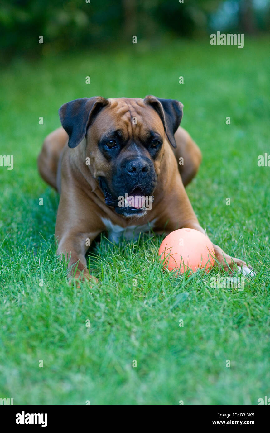 Portrait of female Boxer dog laying on the grass with mouth open and ...