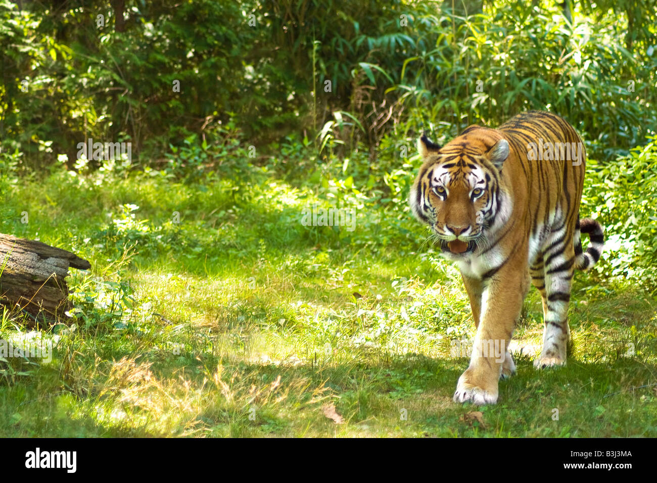 Tiger prowling hi-res stock photography and images - Alamy