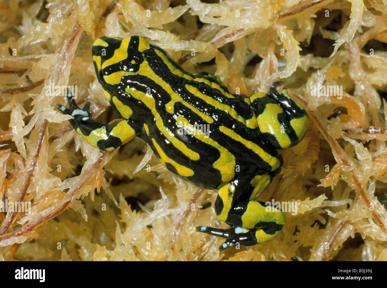 Corroboree frogs hi-res stock photography and images - Alamy