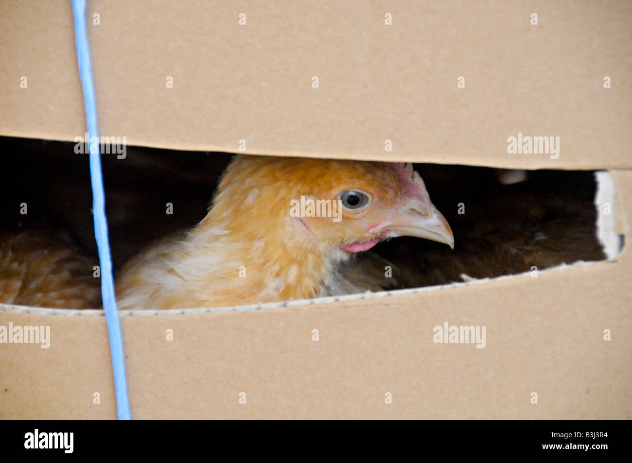 A chick in box ready to be transport out off the market Stock Photo - Alamy
