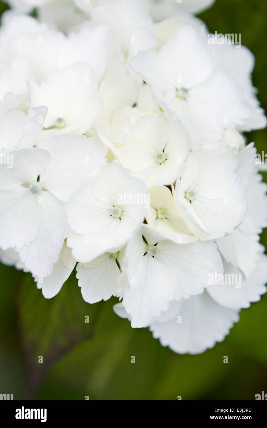 White Hydrangea flowers Stock Photo - Alamy