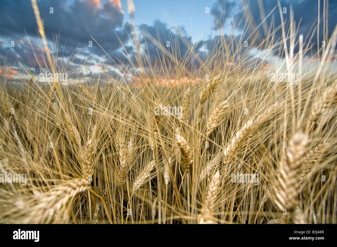 wheat field closeup with beautiful summer sunset Stock Photo - Alamy